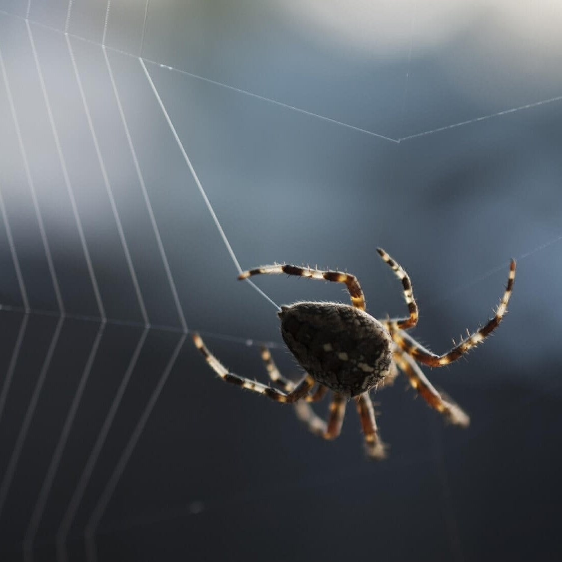 Qmonos Fabric Fibre origin and environmental implications – Bawn Textiles