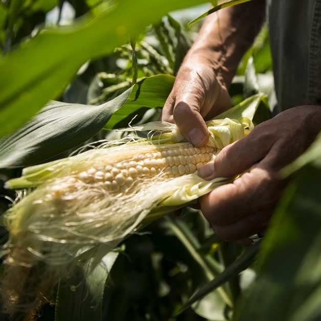 Corn Fabric Fibre: Chemistry, Origin & Sustainability – Bawn Textiles