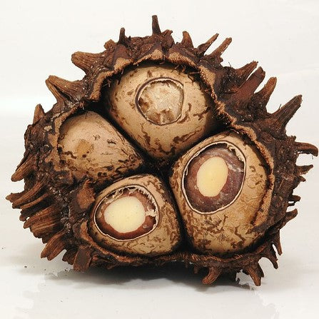 Corozo Nut: Sustainable Material for Making Buttons – Bawn Textiles